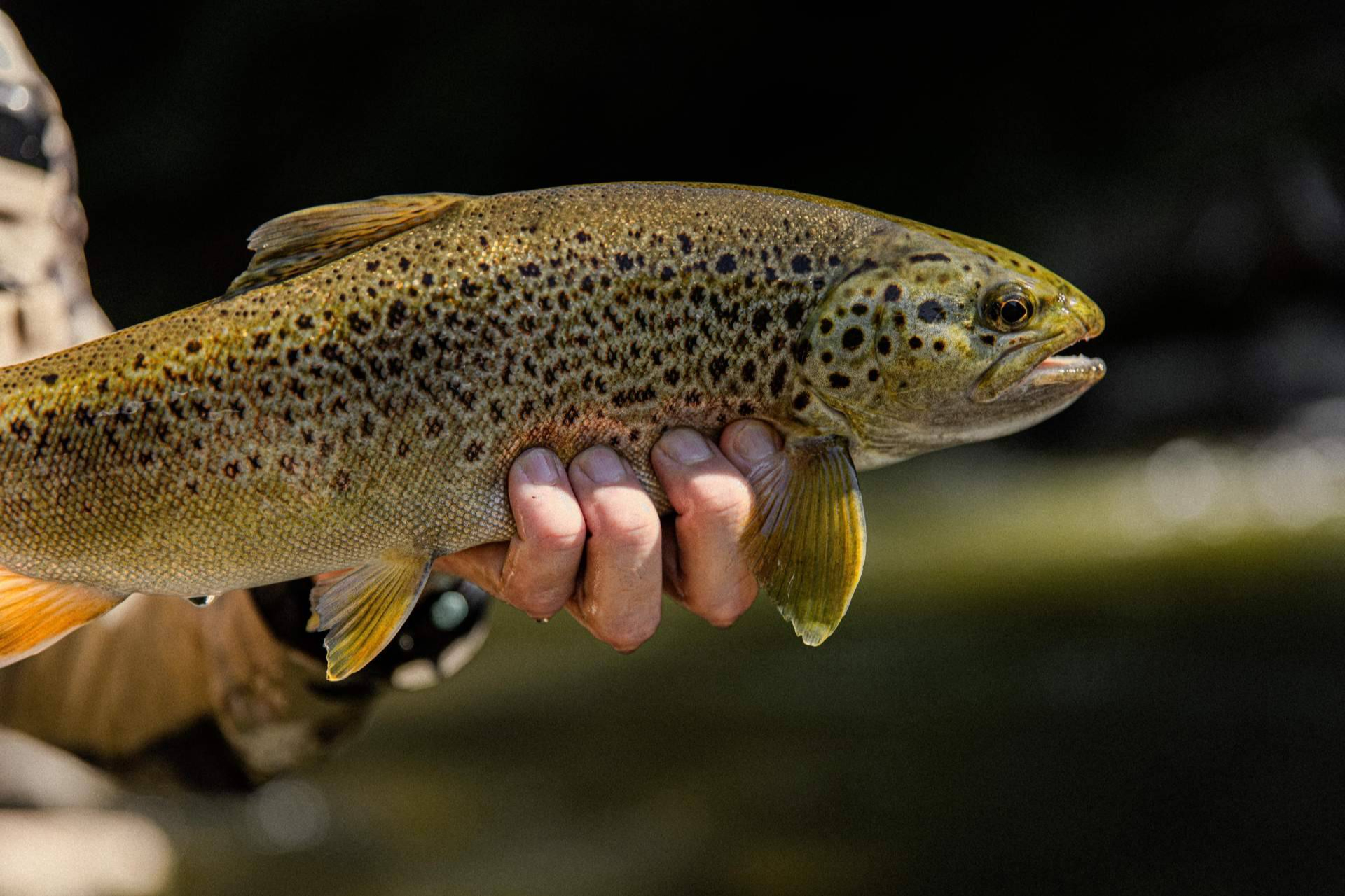 This Spanish Fly Fishing Company Just Revealed Europe's Most Exclusive ...